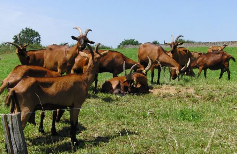 French Alpine Goats - Breed Profile - Goat Journal